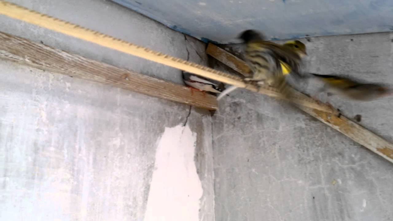 My Birds in Kabul Canary, Goldfinch, Zebra Finch, Gulsar - YouTube