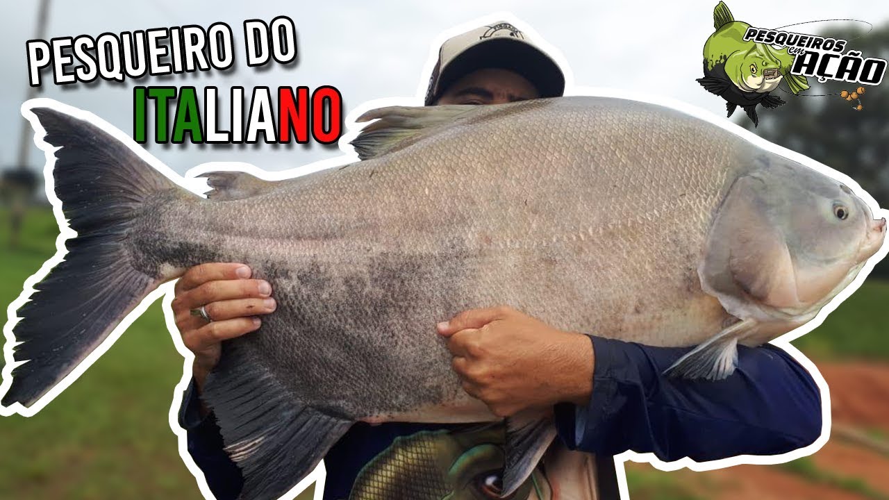 MUITA AÇÃO no pesqueiro do ITALIANO! MUITO PEIXE! SÓ PANELA ...