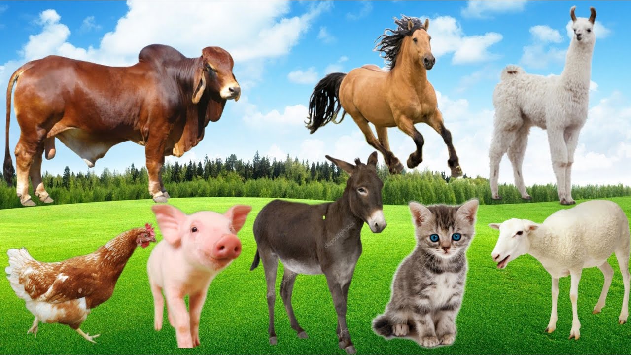 Colorful sounds of domestic farm animals: sheep, horse, cow, lama ...