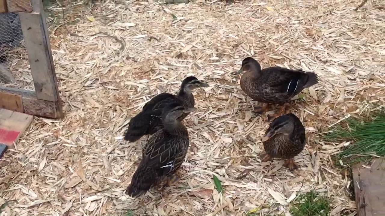 Limping duckling - YouTube