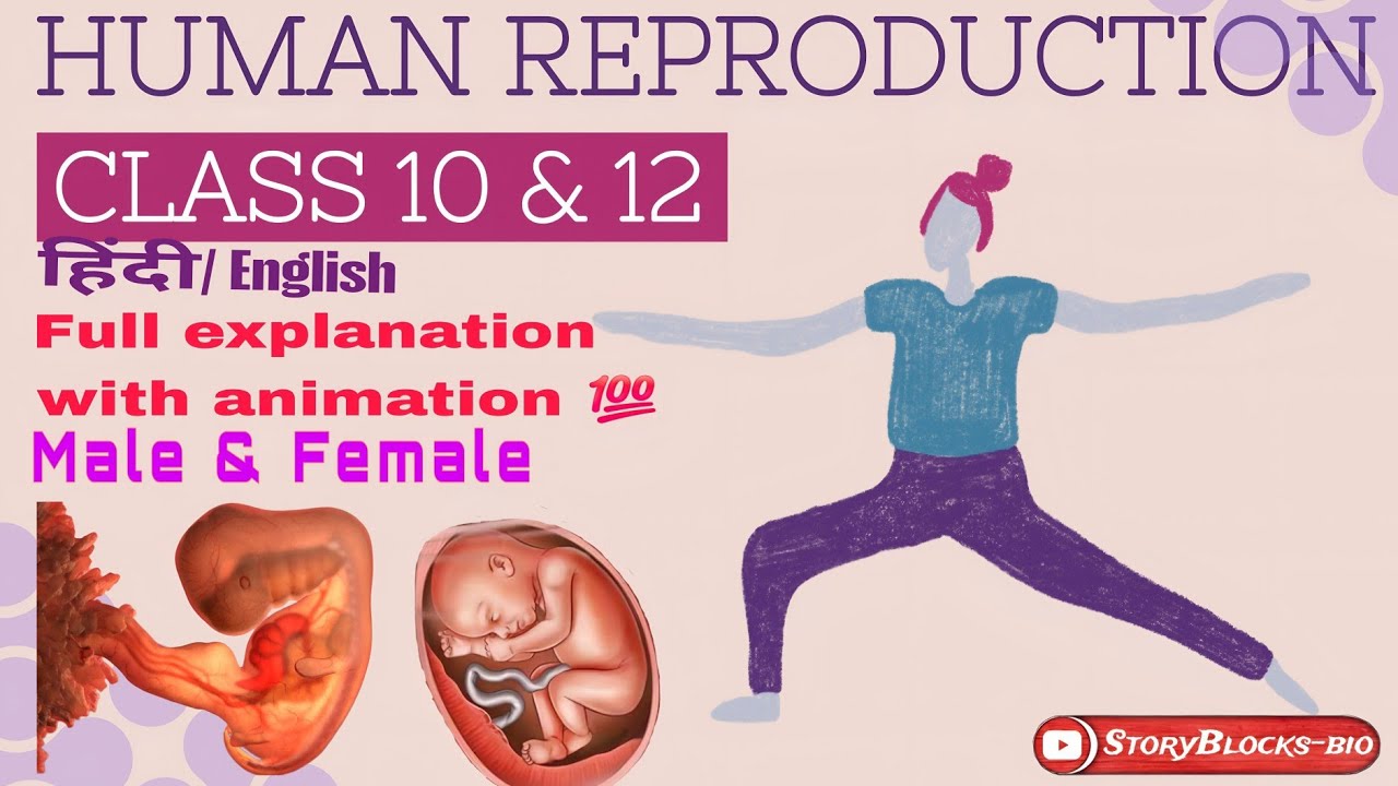 Human reproduction class10 & class12 | मानव प्रजनन प्रणाली | Male and ...