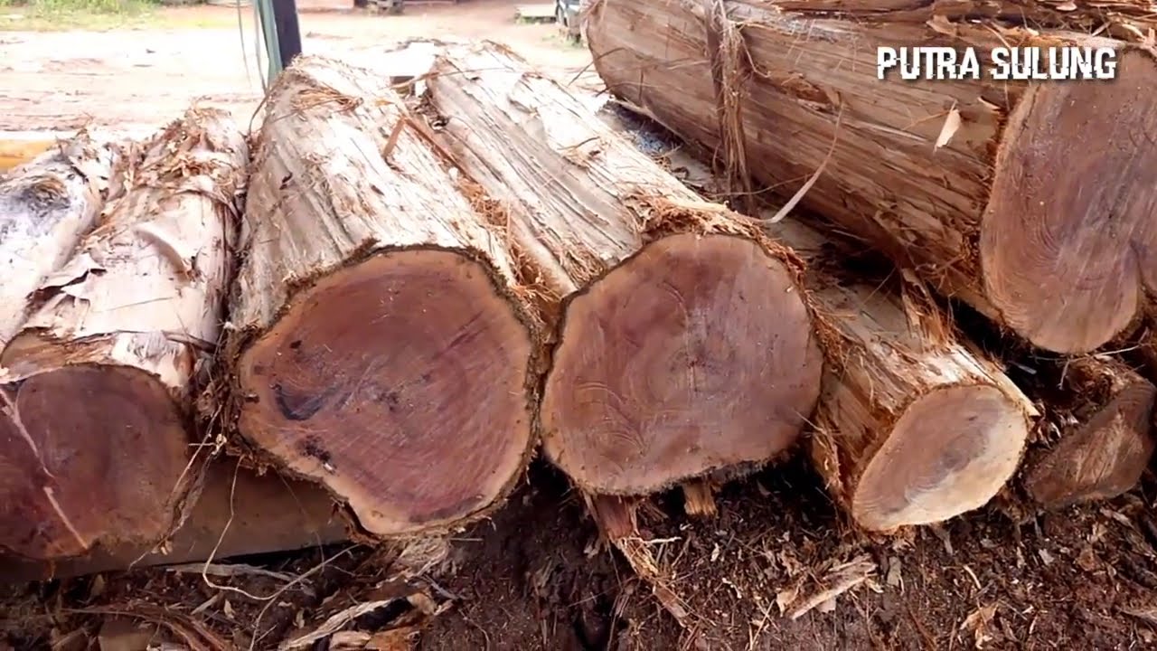 Bagus kayu putih satu ini, kulit tipis - YouTube