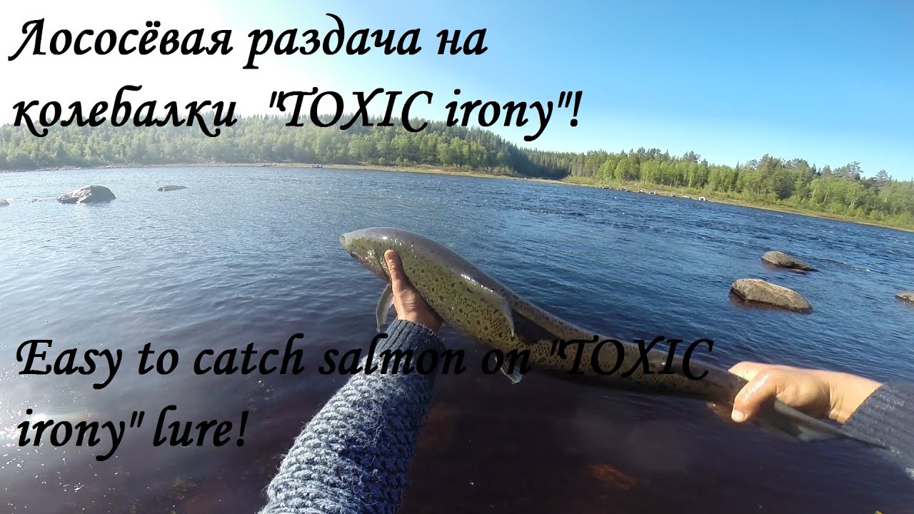 Лососёвая раздача на Кольском полуострове! Колебалка "TOXIC irony ...