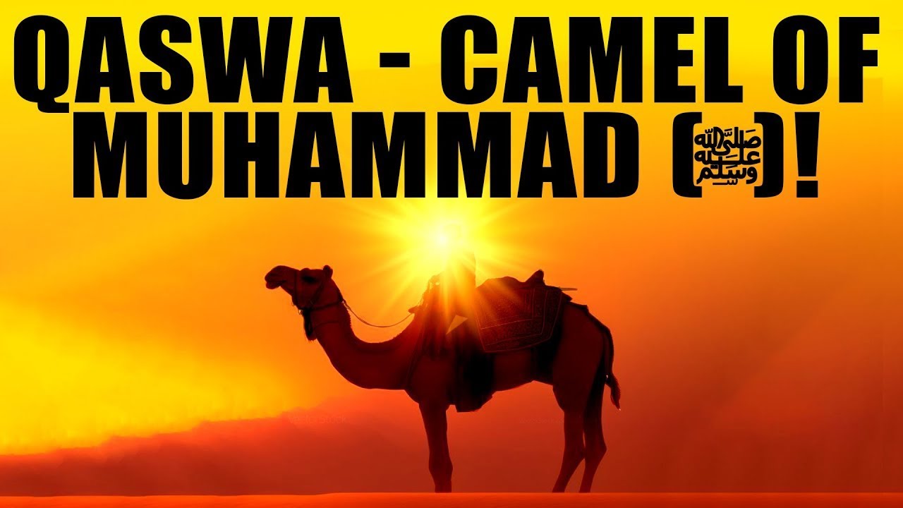 The Camel Of Prophet Muhammad ﷺ | Qaswa - YouTube