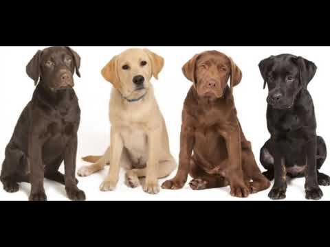 facts of labra dogs breed - YouTube