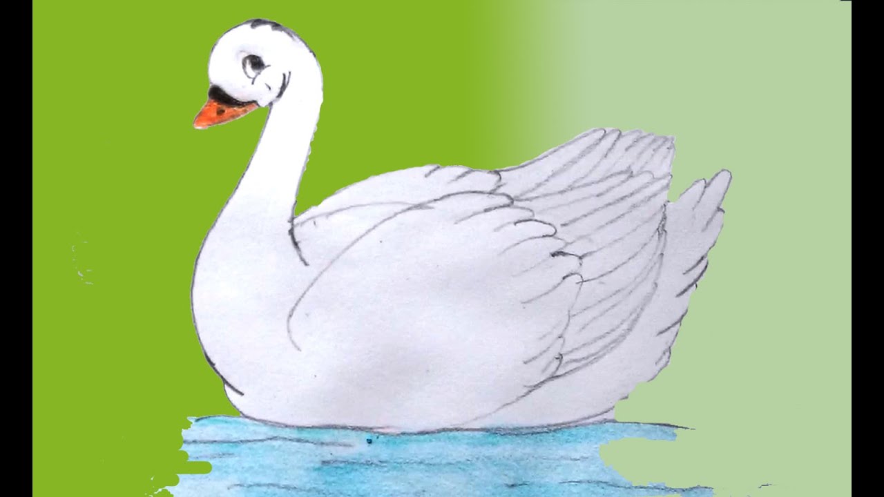 Swan Drawing For Beginners Easy - রাজহাঁস আঁকা - YouTube