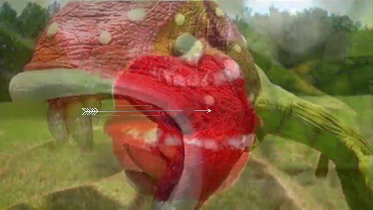 Antiqa gullar - YouTube