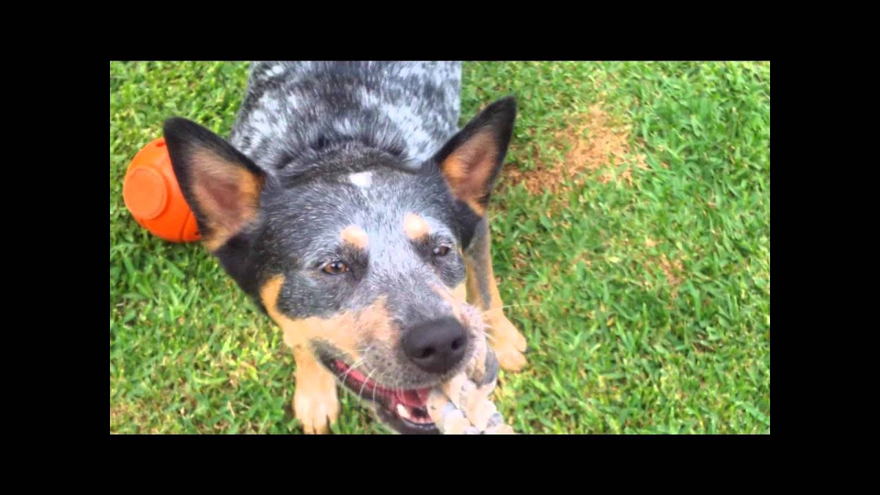 Australian Cattle Dog/Blue Heeler Playing Some Sports - YouTube