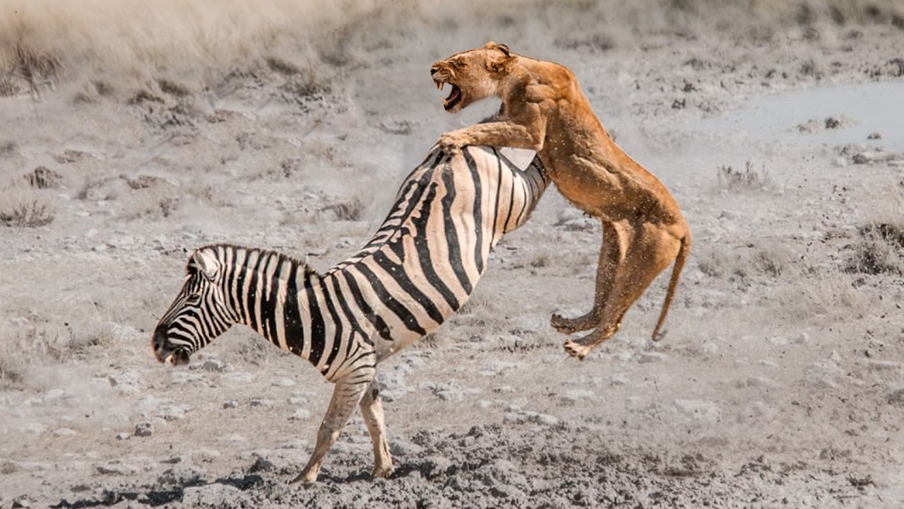 50 Times Animals Messed With The Wrong Opponent - YouTube
