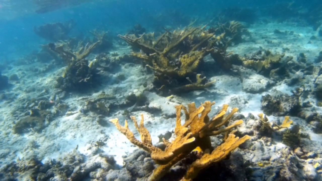 Jibacoa coral reef - YouTube