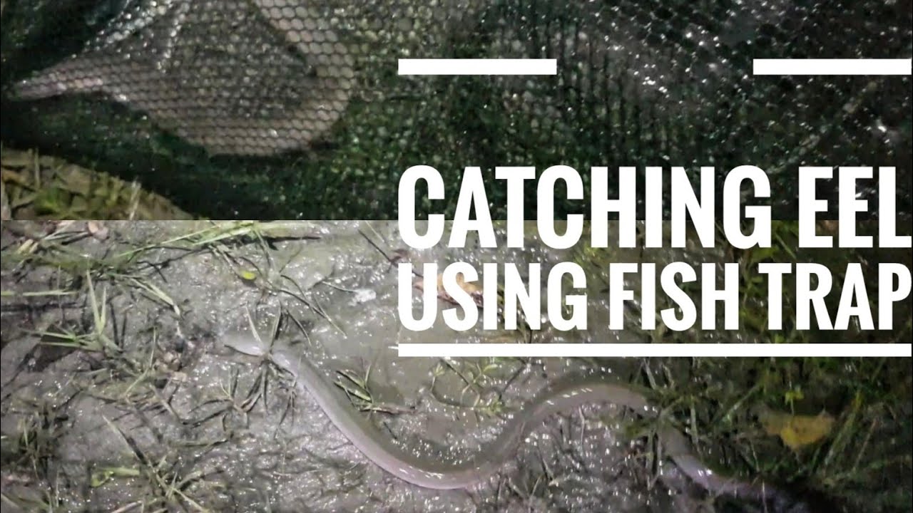 Amazin fishing: Catching Eel with a Fish Trap - YouTube