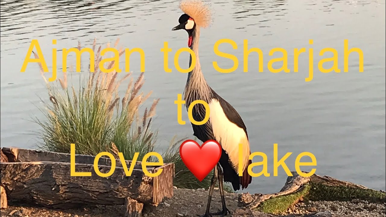#video #youtubeshorts Ajman to Sharjah then love lake #beautiful - YouTube