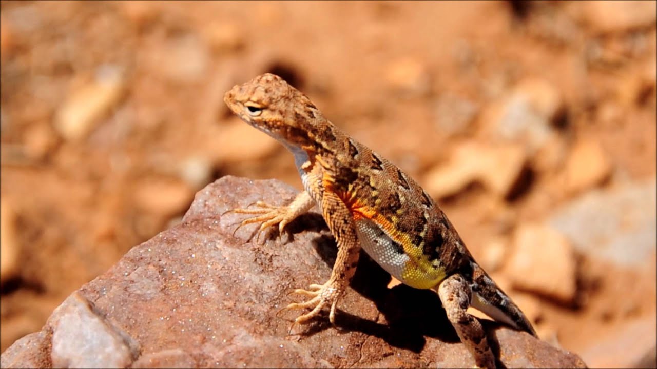 Elegant Earless Lizard (Holbrookia elegans) - YouTube