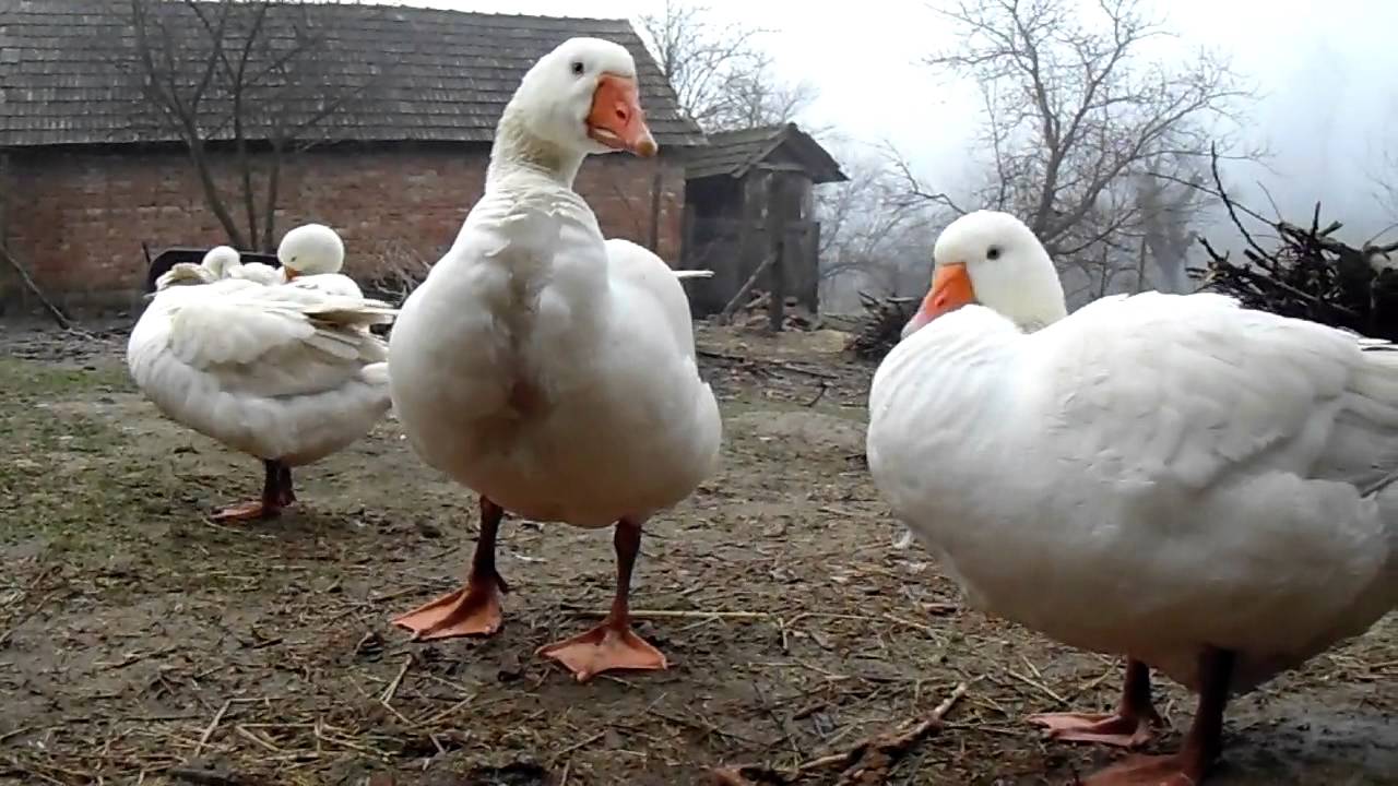 Friendly Geese - YouTube