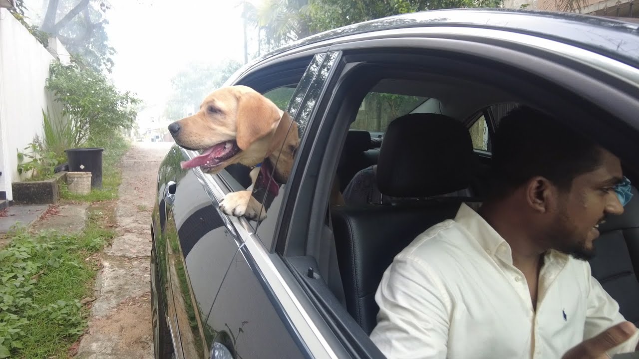 Day 219 : කෝටි ගනන් වටින බව්වො - YouTube