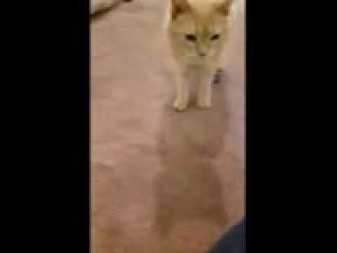 Back Flip Cat - YouTube