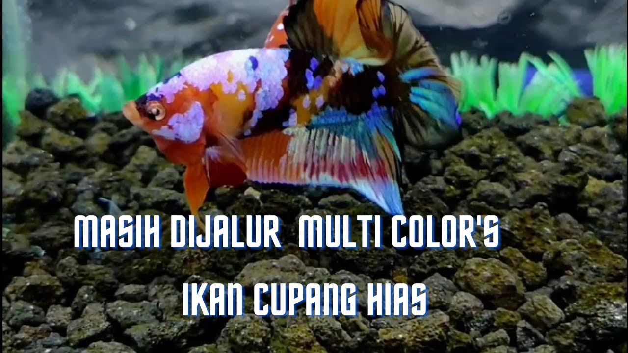 MASIH DI'JALUR MULTI COLOR'S IKAN CUPANG HIAS - YouTube