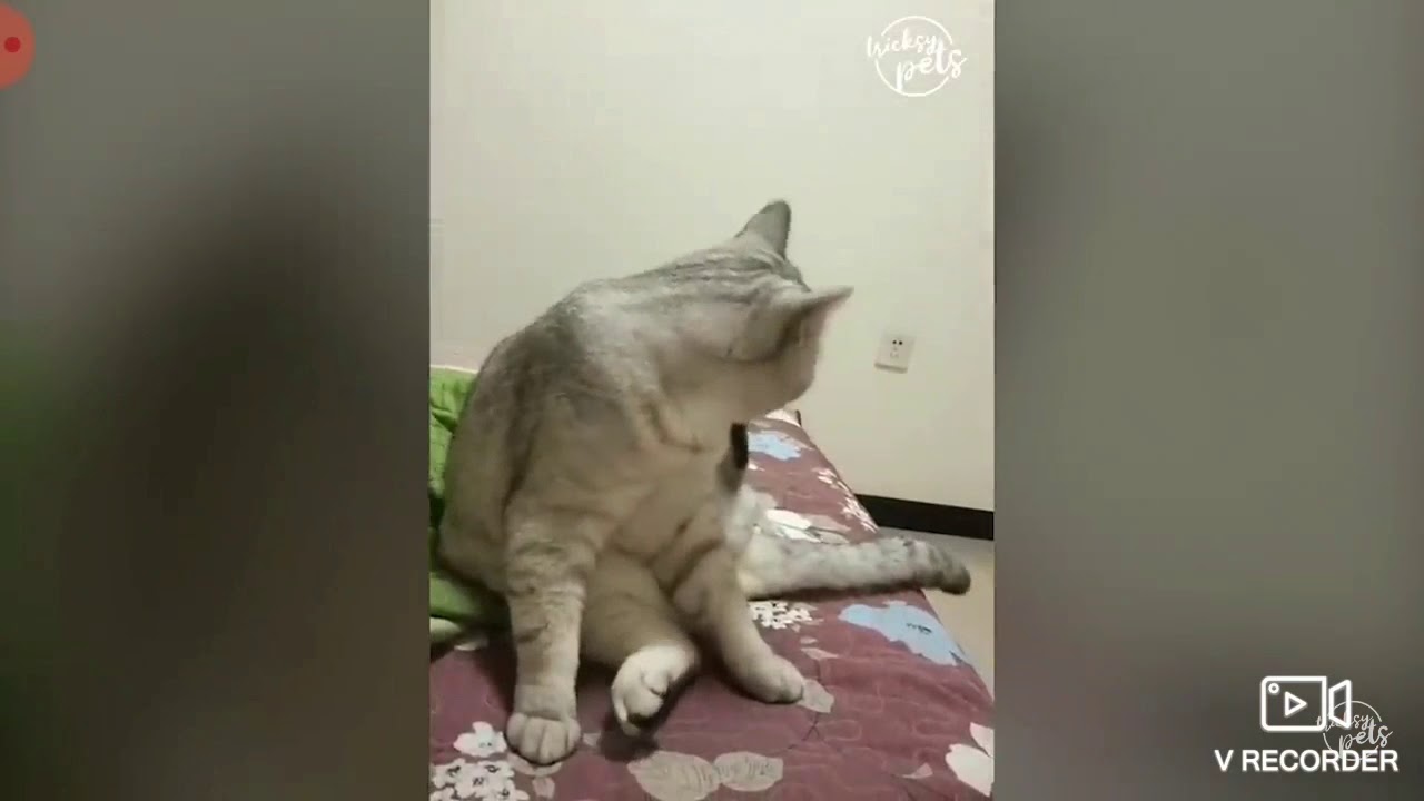 Gatos x perro - YouTube