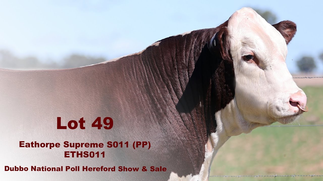 Lot 49 Eathorpe Supreme S011 (PP) - YouTube