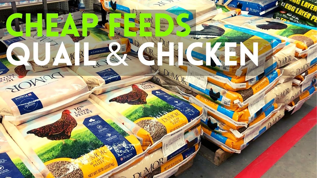 where to buy cheap feeds for quail and chicken. - YouTube