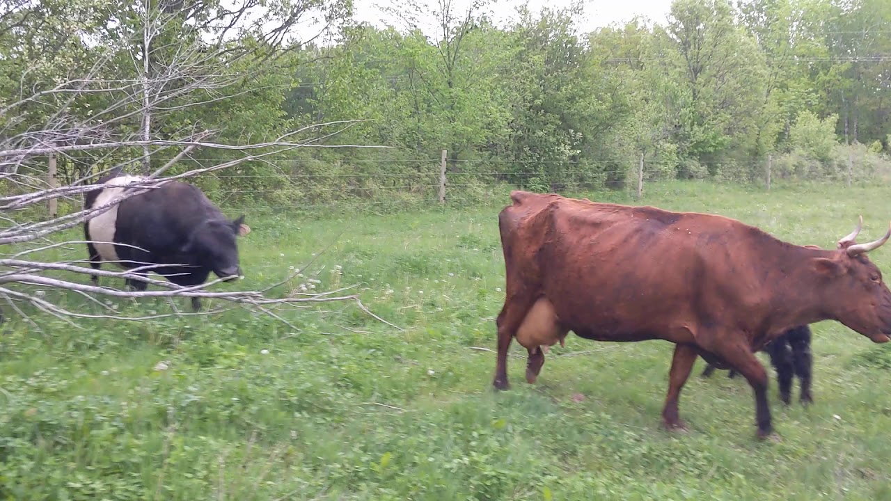 moving cows again - YouTube