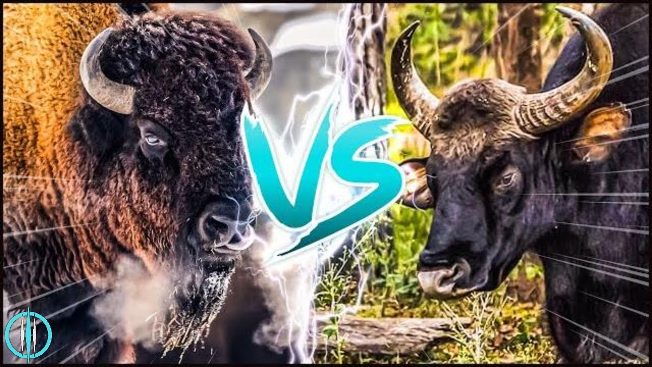 INDIAN GAUR VS AMERICAN BISON ─ Who is more Powerful? - YouTube