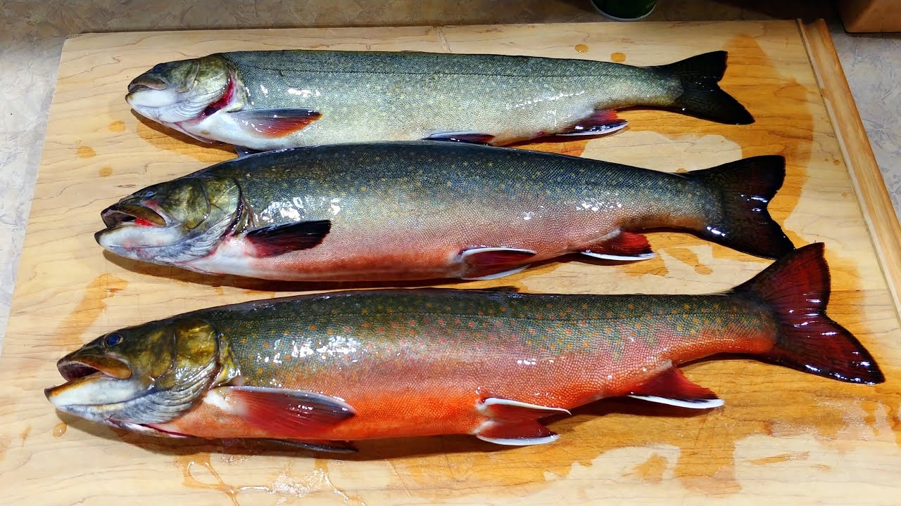 Opening Day Brookies, Ice fishing for Brook Trout. - YouTube