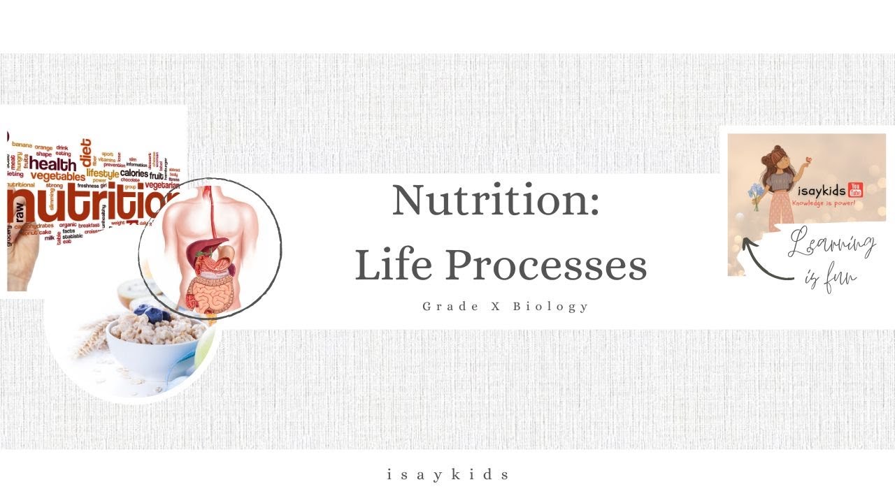Life processes part 2 | Nutrition: Life processes grade 10 - YouTube