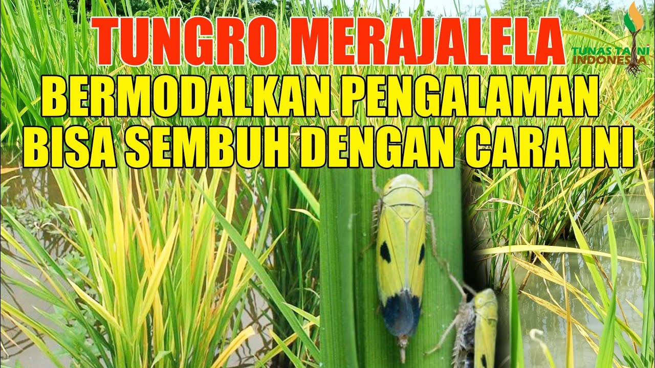 CARA MENGATASI TUNGRO PADA PADI | INSYAALLAH SEMBUH @TUNASTANIINDONESIA ...