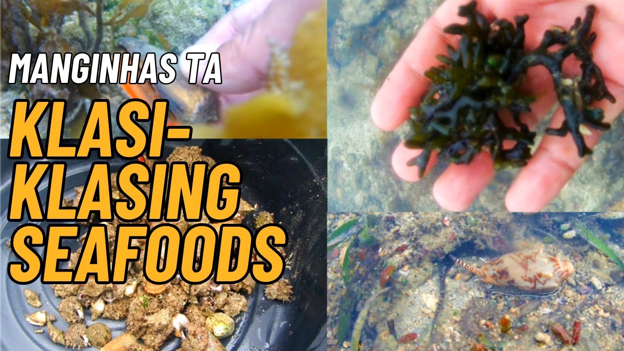 Manguha tayo ng iba't ibang lamang dagat |Ep: 82 #seafoodlover #seafood ...