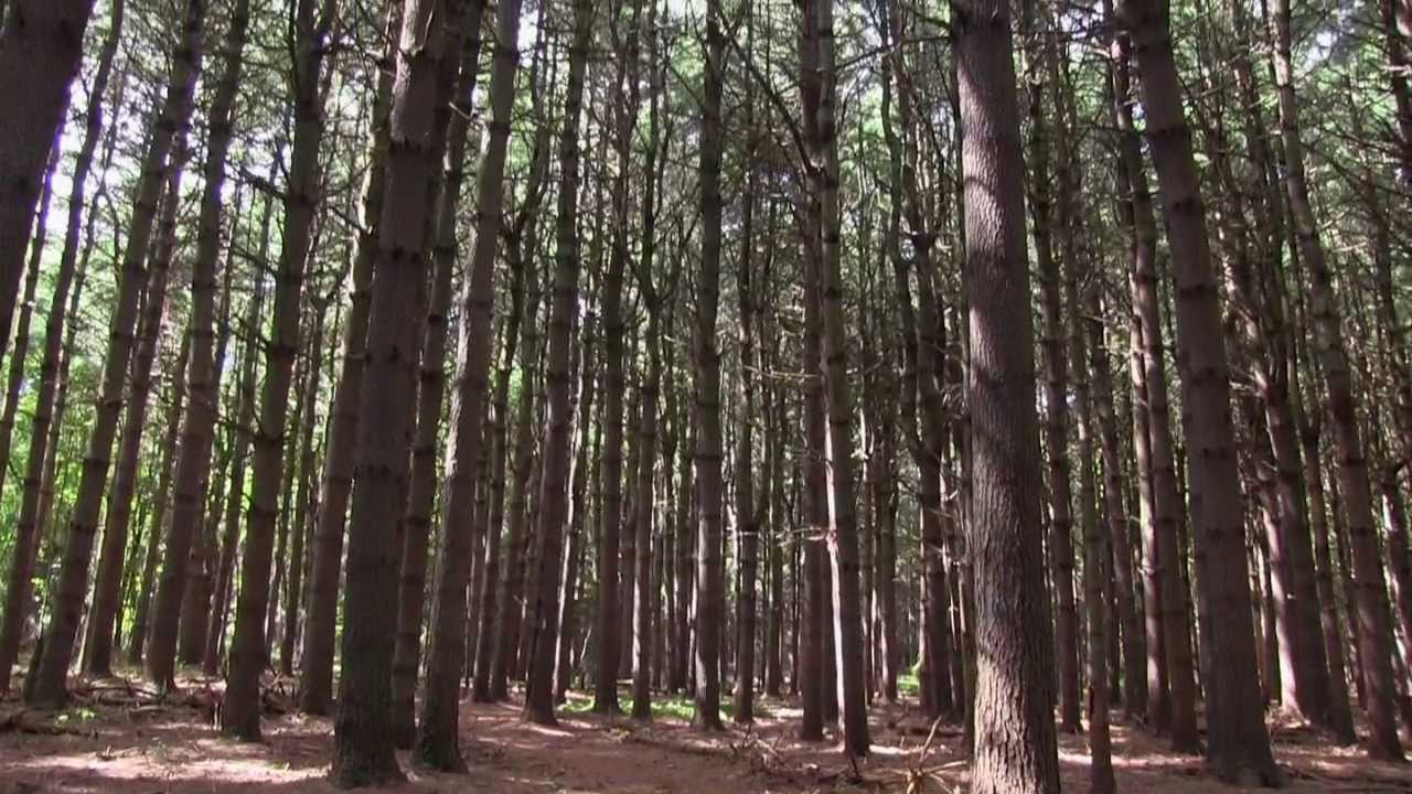 Saving Your Forests - Connecticut Forest & Park Association - YouTube