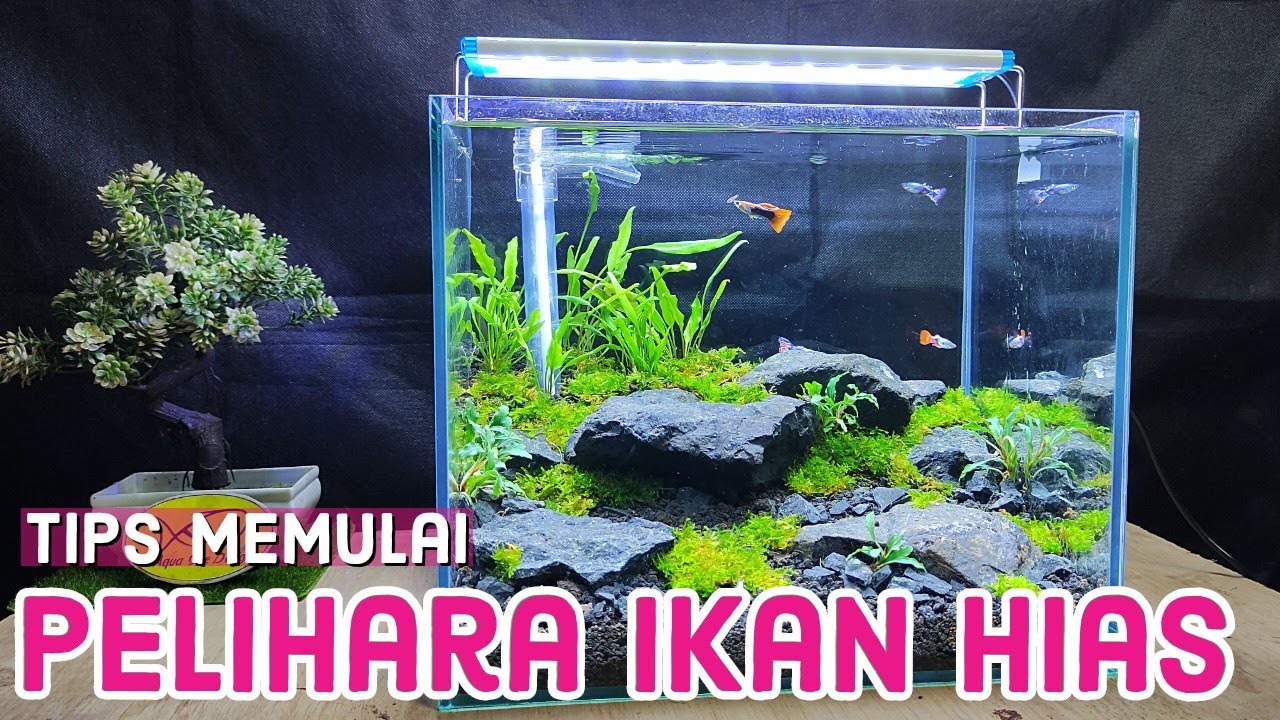 aquascape sederhana banget, murah, mudah dan mantap | Aqua One Design ...