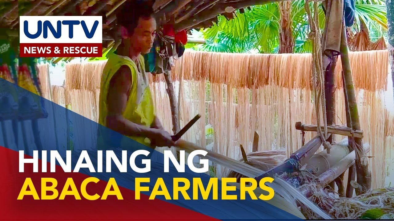 Abaca farmers, nangangamba sa mababang presyo ng Abaca fiber sa ...