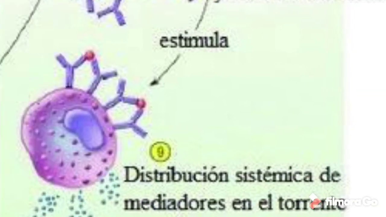 Etapas de la inflamación celular y vascular - YouTube