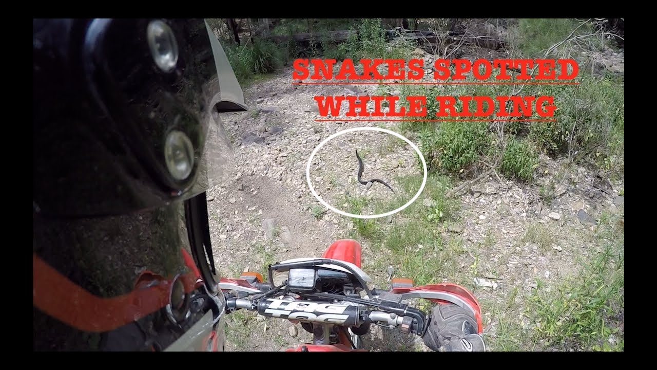 SNAKES SPOTTED WHILE DIRTBIKE RIDING - THE GLEN - YouTube