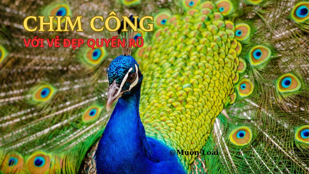 Nhật ký Muôn loài: Loài Chim Công: Vẻ Đẹp Đặc Biệt của Sinh Thái - YouTube