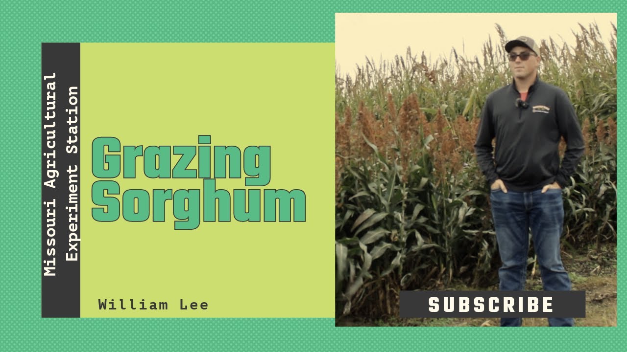 Grazing Sorghum as a Forage - YouTube