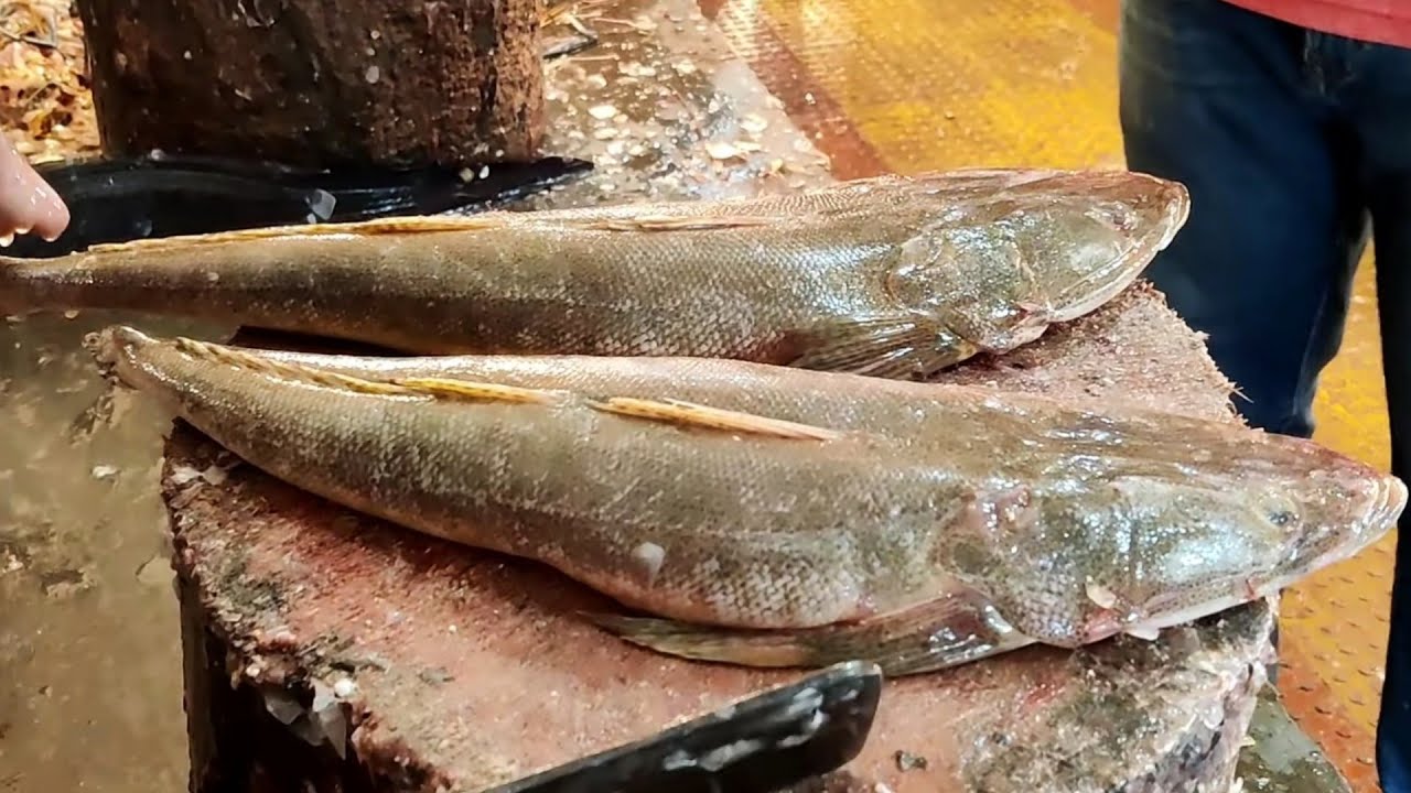 How To Fillet Flathead | Flathead Fish Cutting & Chopping | Fish Market ...