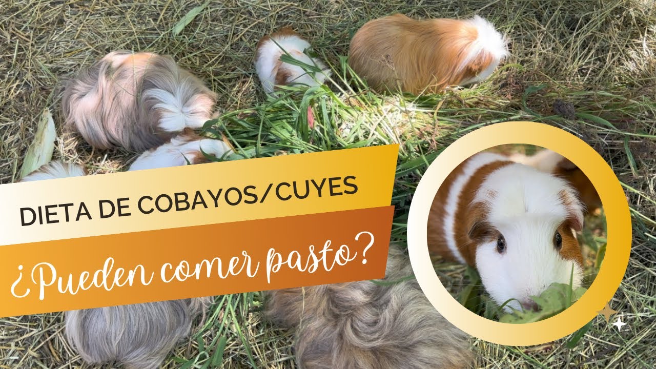 Dieta de cobayos/cuyes ¿Pueden comer pasto? - YouTube