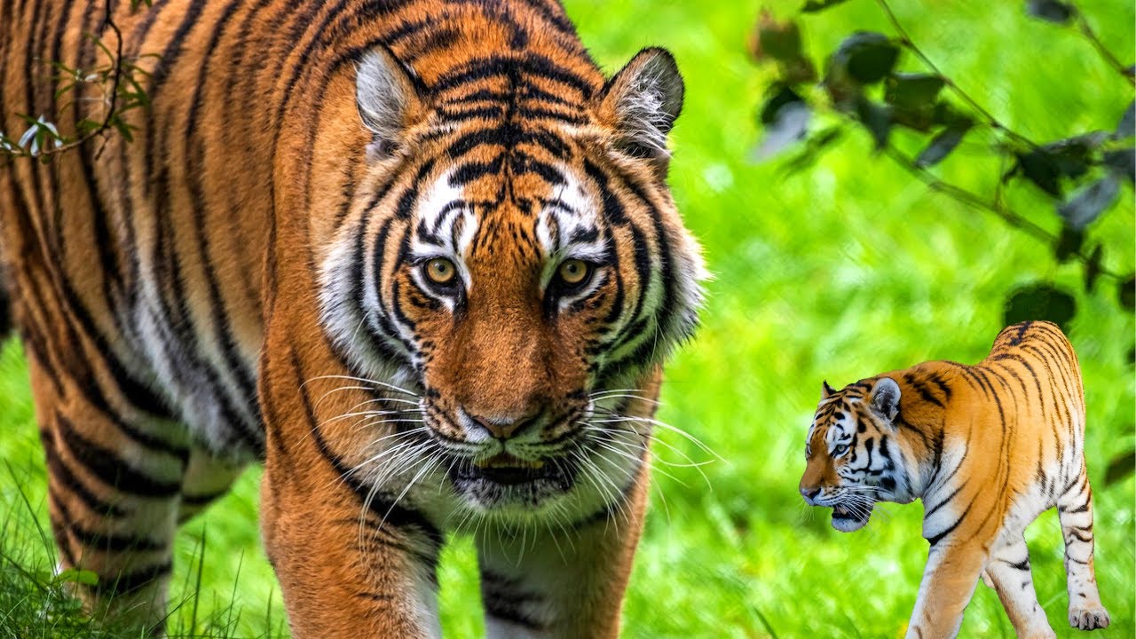 Tygrysy🐯 - Odgłosy tygrysa / Jak ryczy tygrys. - YouTube