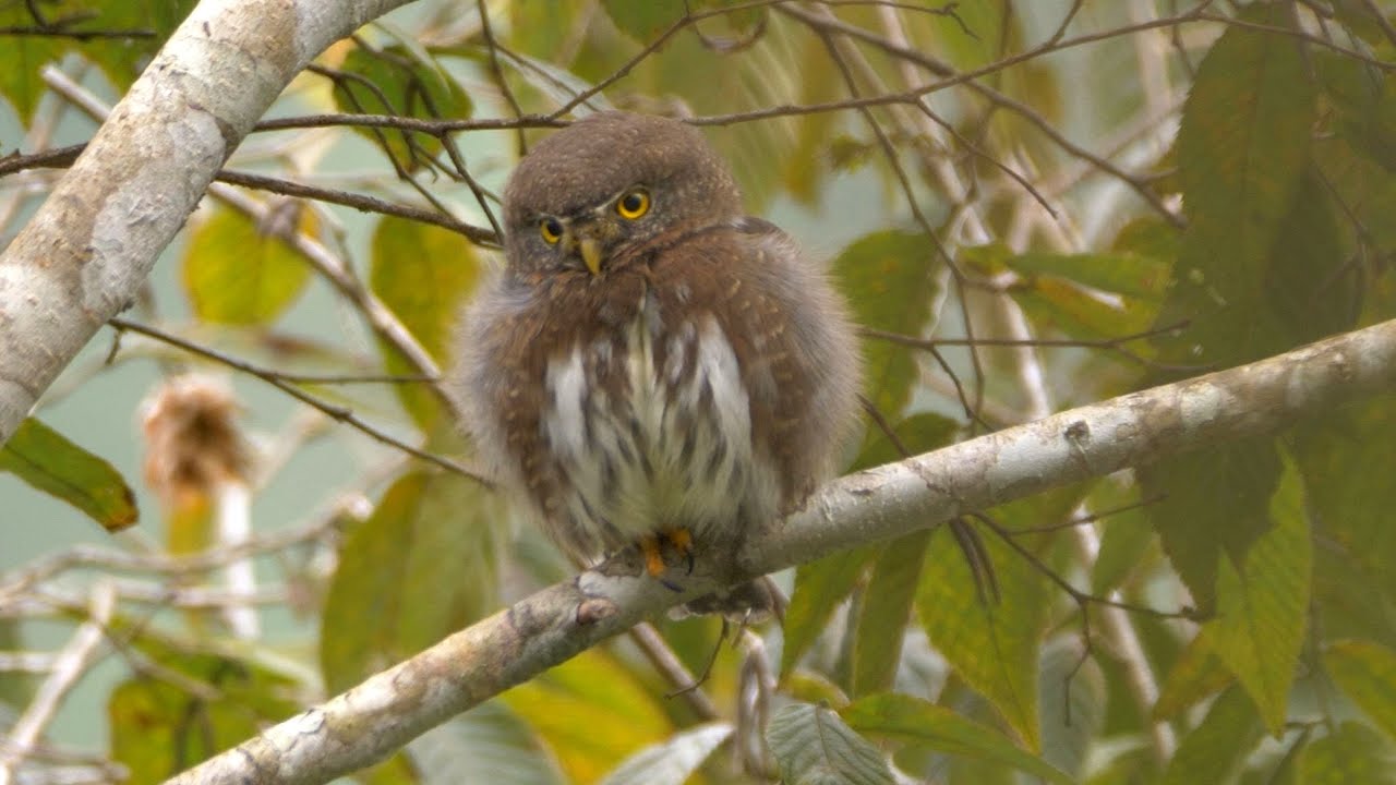 Guatemalan Pygmy Owl and its Call - YouTube