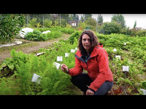15 Vegetables to Grow in Alaska (Comprehensive Guide)