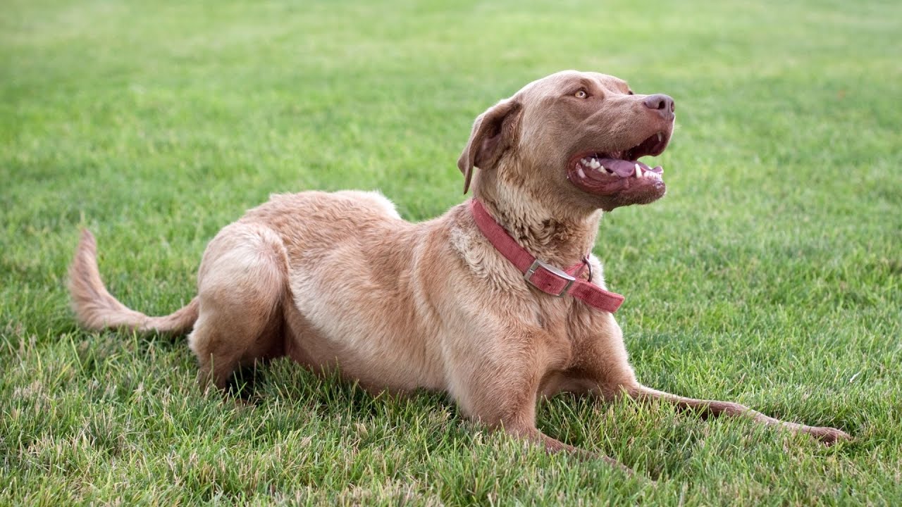 Chesapeake Bay Retrievers: Working with Other Hunting Dogs - YouTube