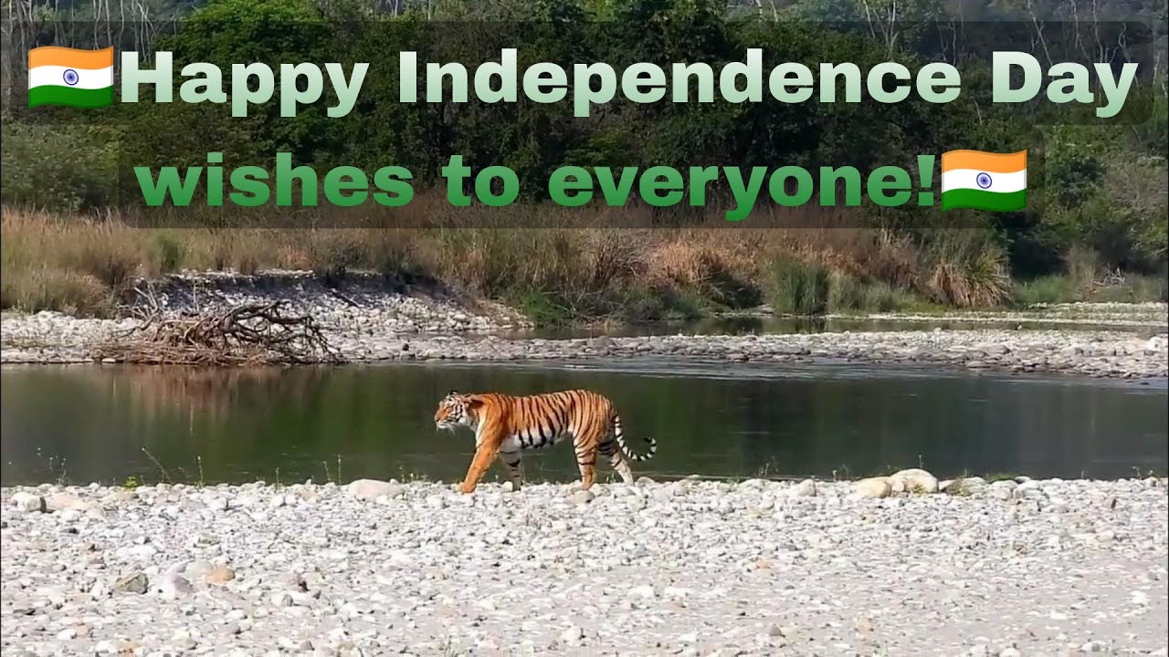 tiger sighting at (Dhikala Zone paar area) Jeep Safari 🇮🇳Happy ...