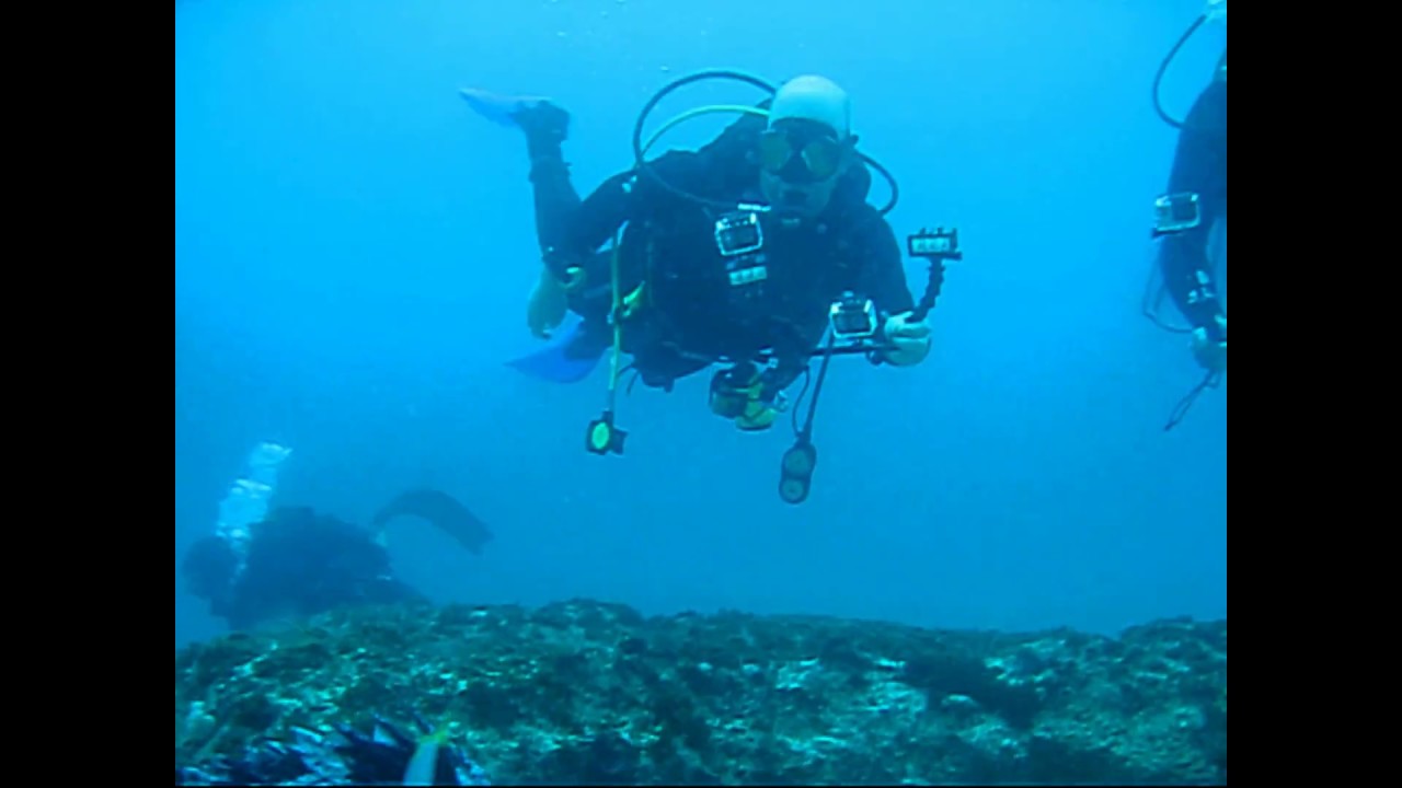 Shark Diving Aliwal Shoal and Protea Banks South Africa My Diving Clips ...