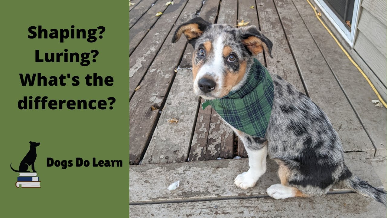 Shaping vs Luring - Dog Training Techniques Explained - YouTube