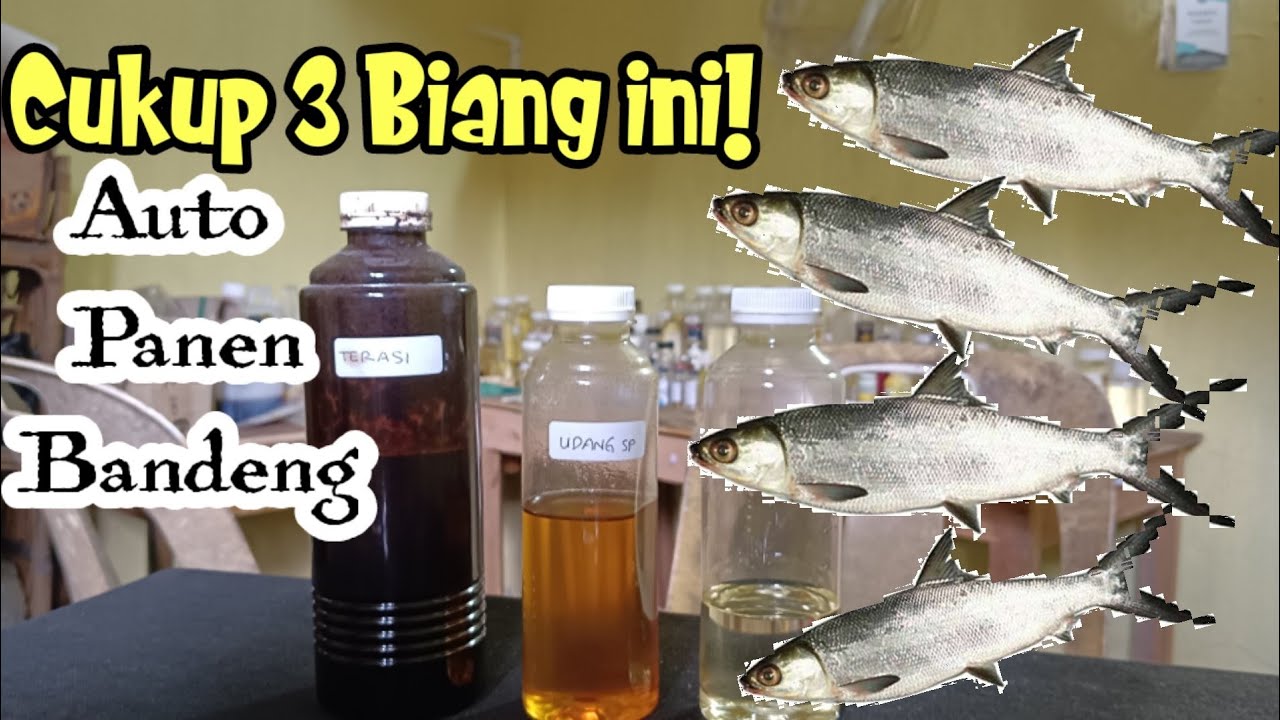 WAJIB TAHU!!! Cukup Dengan 3 Biang Essen ini Auto Panen Ikan Bandeng ...