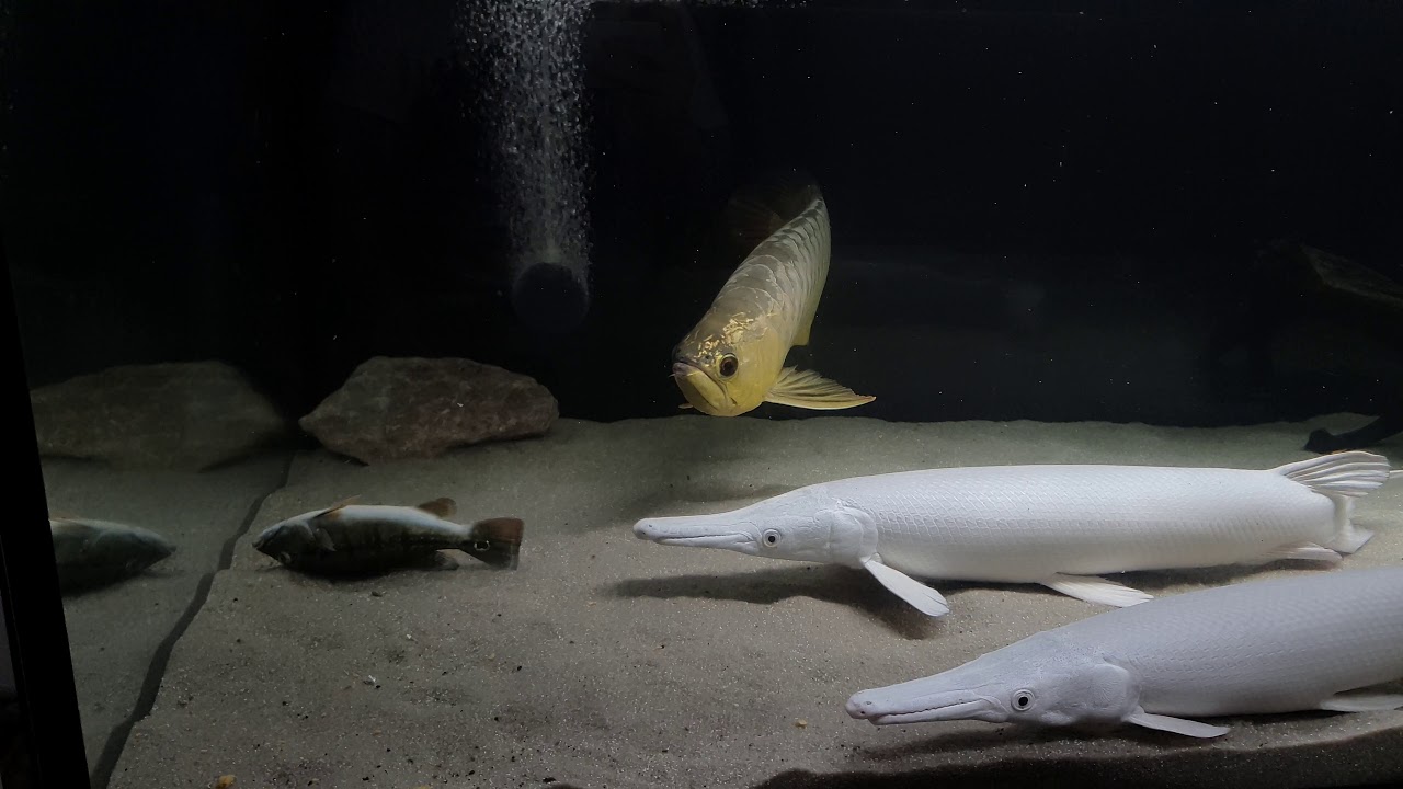 snow white Platinum Gar Alligatorhecht eat Cichla Intermedia, Arowana ...