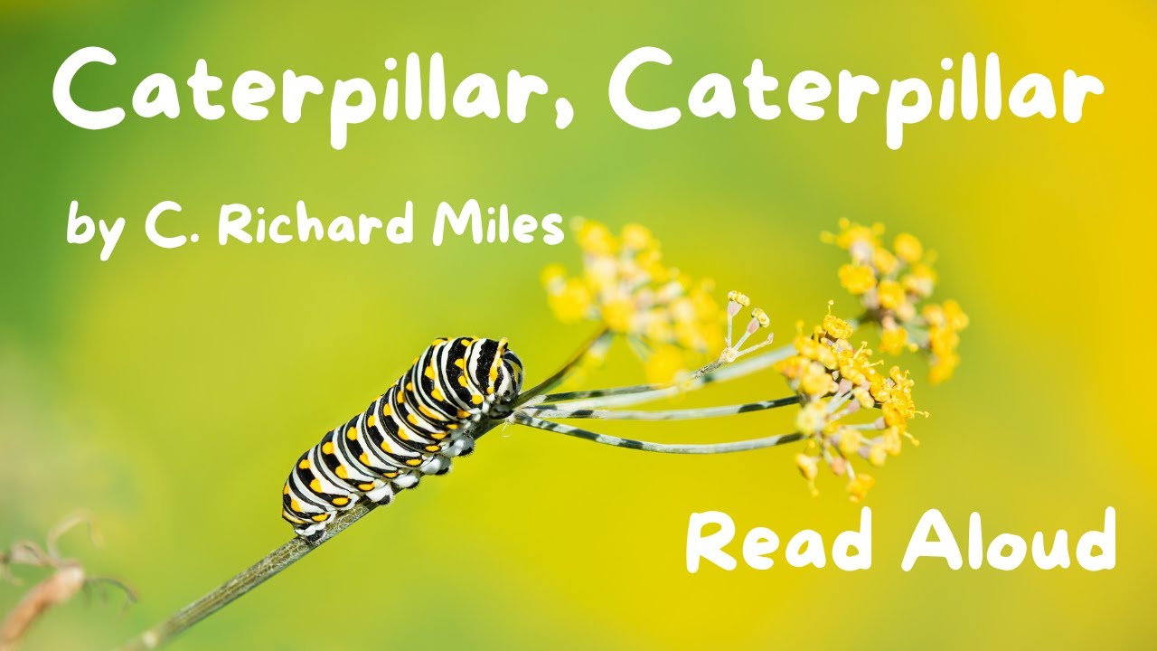 Caterpillar, Caterpillar by C Richard Miles: Read Aloud - YouTube