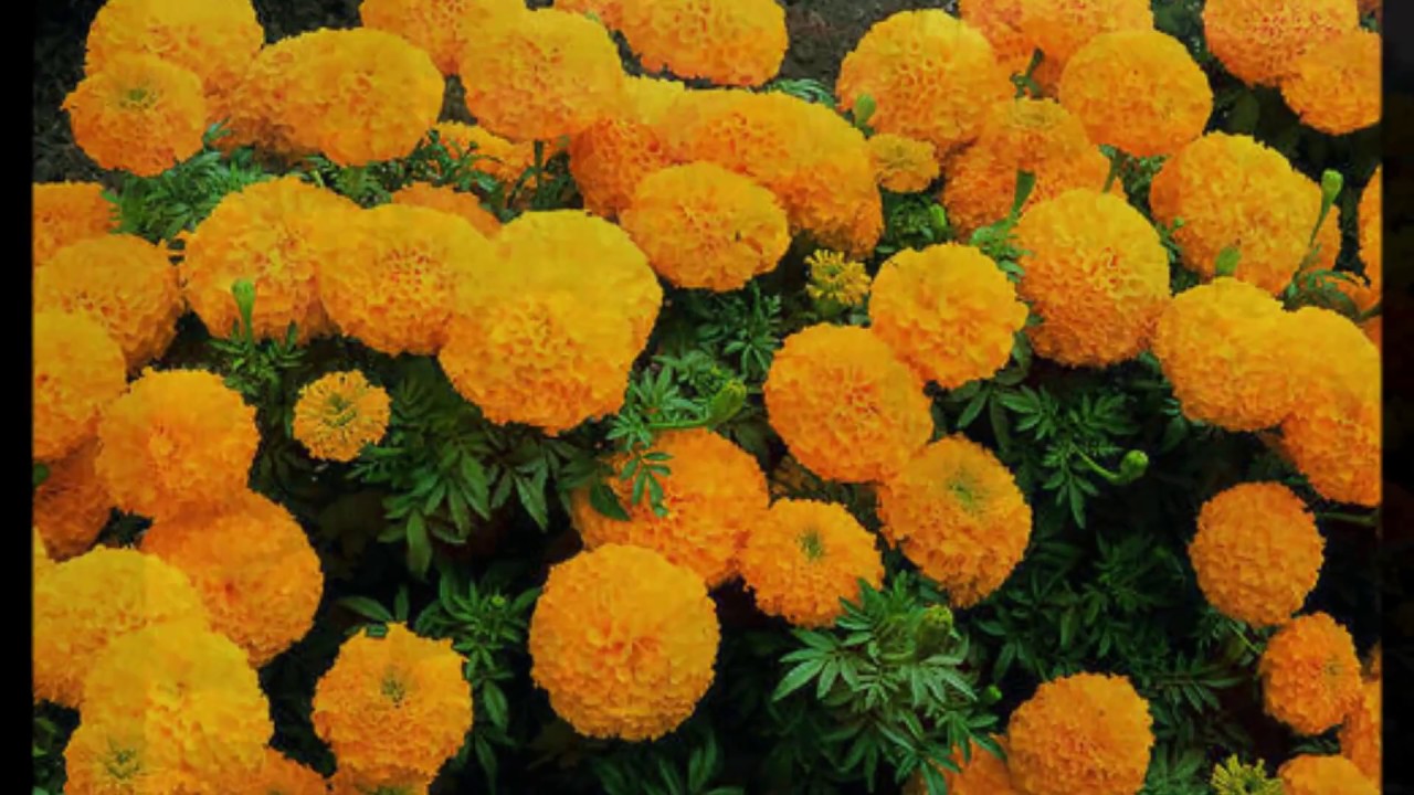 Simple way Marigold flower farming for home. - YouTube